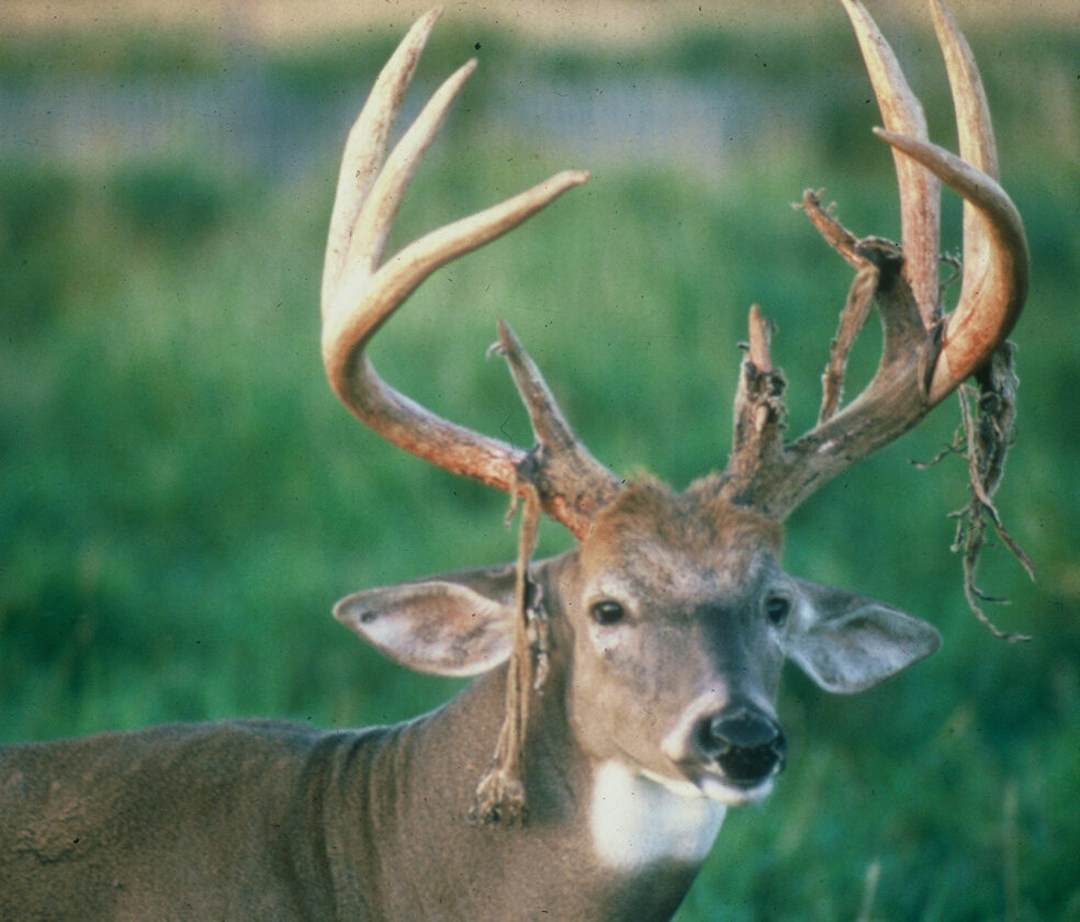 Reflections In Nature Examining Why A Buck Has Antlers And Not Horns 